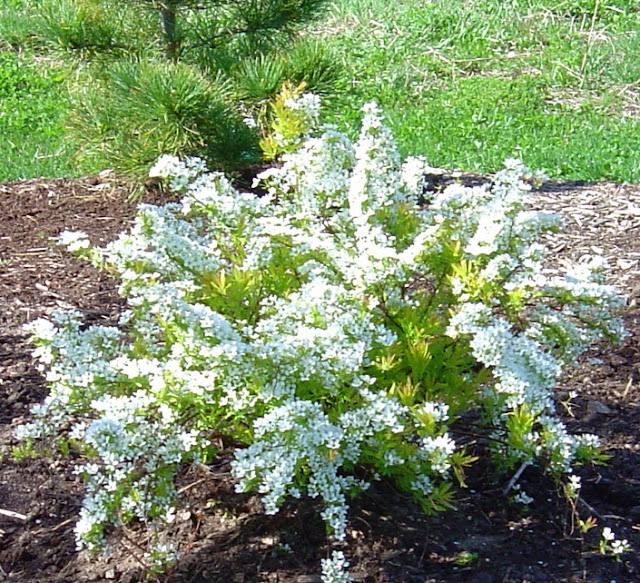 Plant Inventory at 20 Timothy : Spirea thunbergii / Ogon Spirea