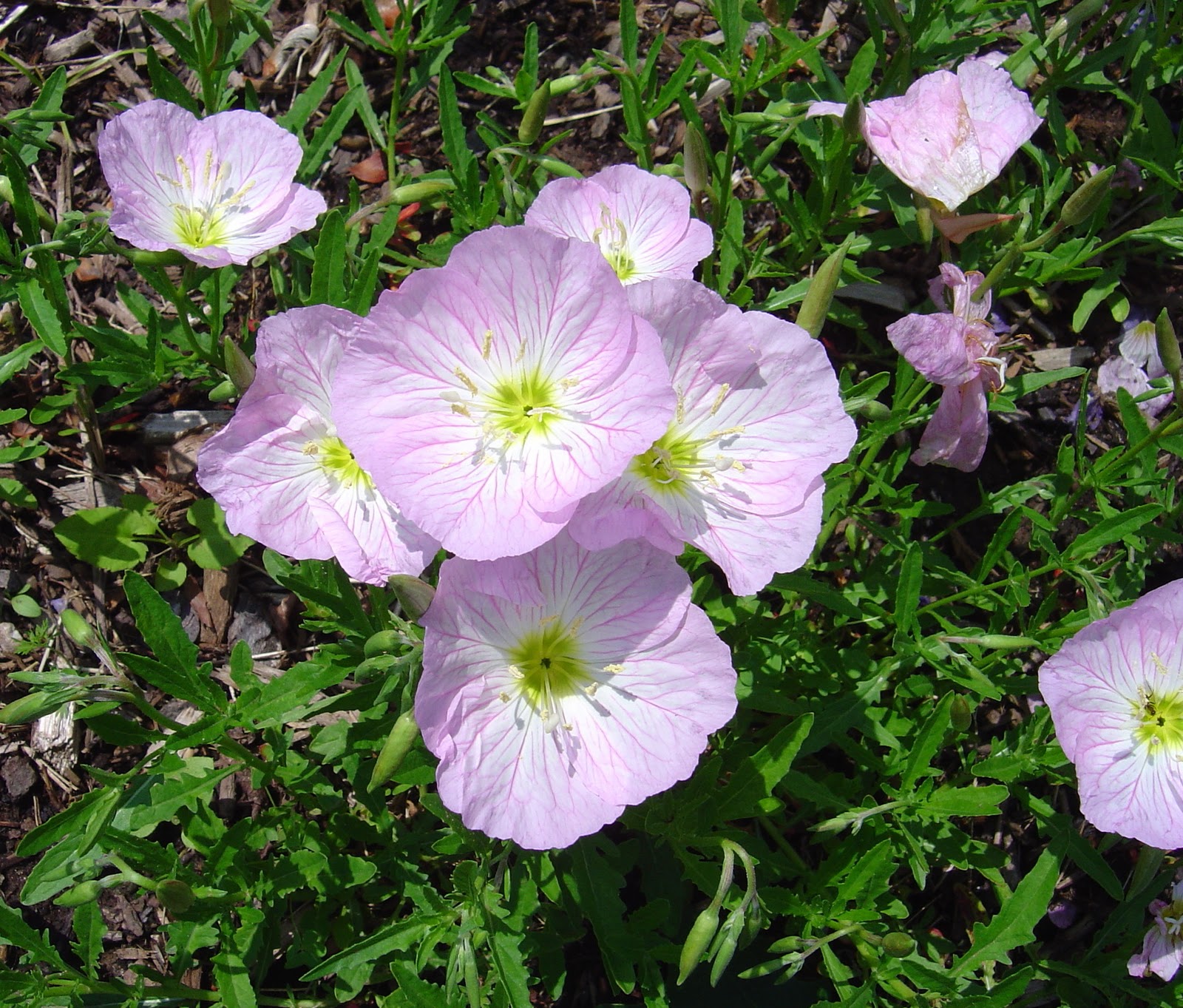 Plant Inventory at 20 Timothy : Oenothera / Evening Primrose