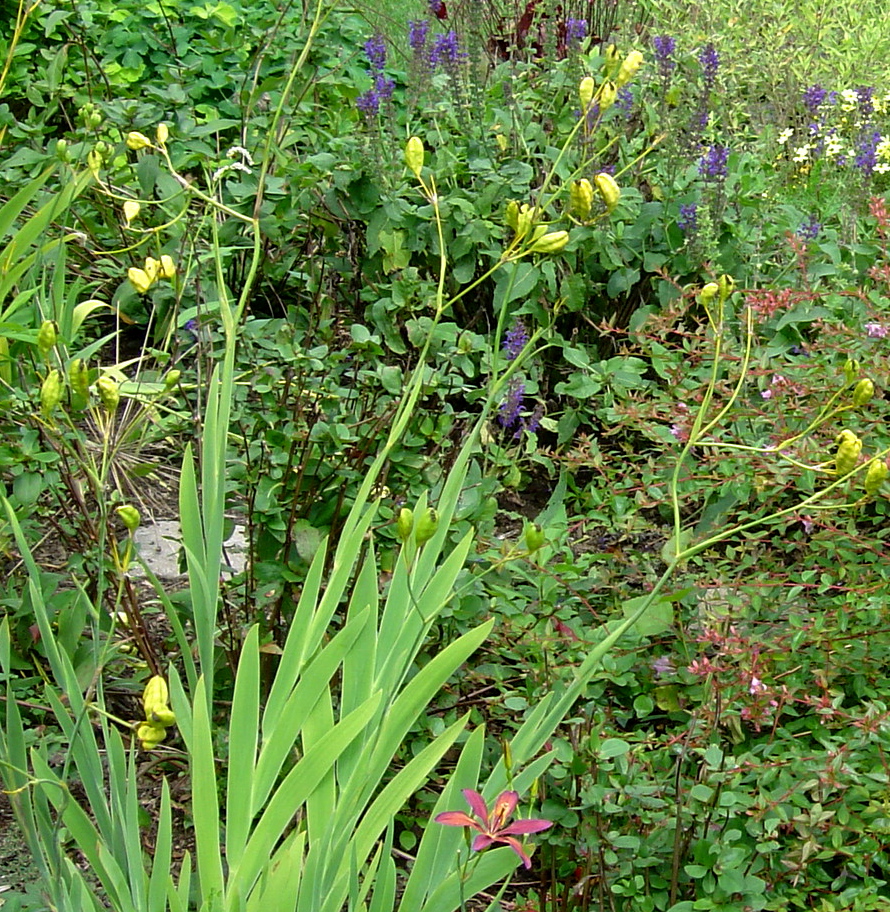 Plant Inventory at 20 Timothy : Pardancanda / Candy Lily