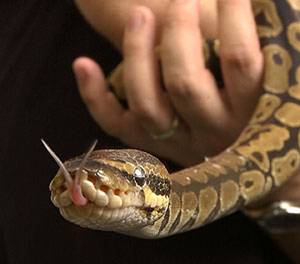 konwersatorium2/pjwstk: Phobias - What are you afraid of?