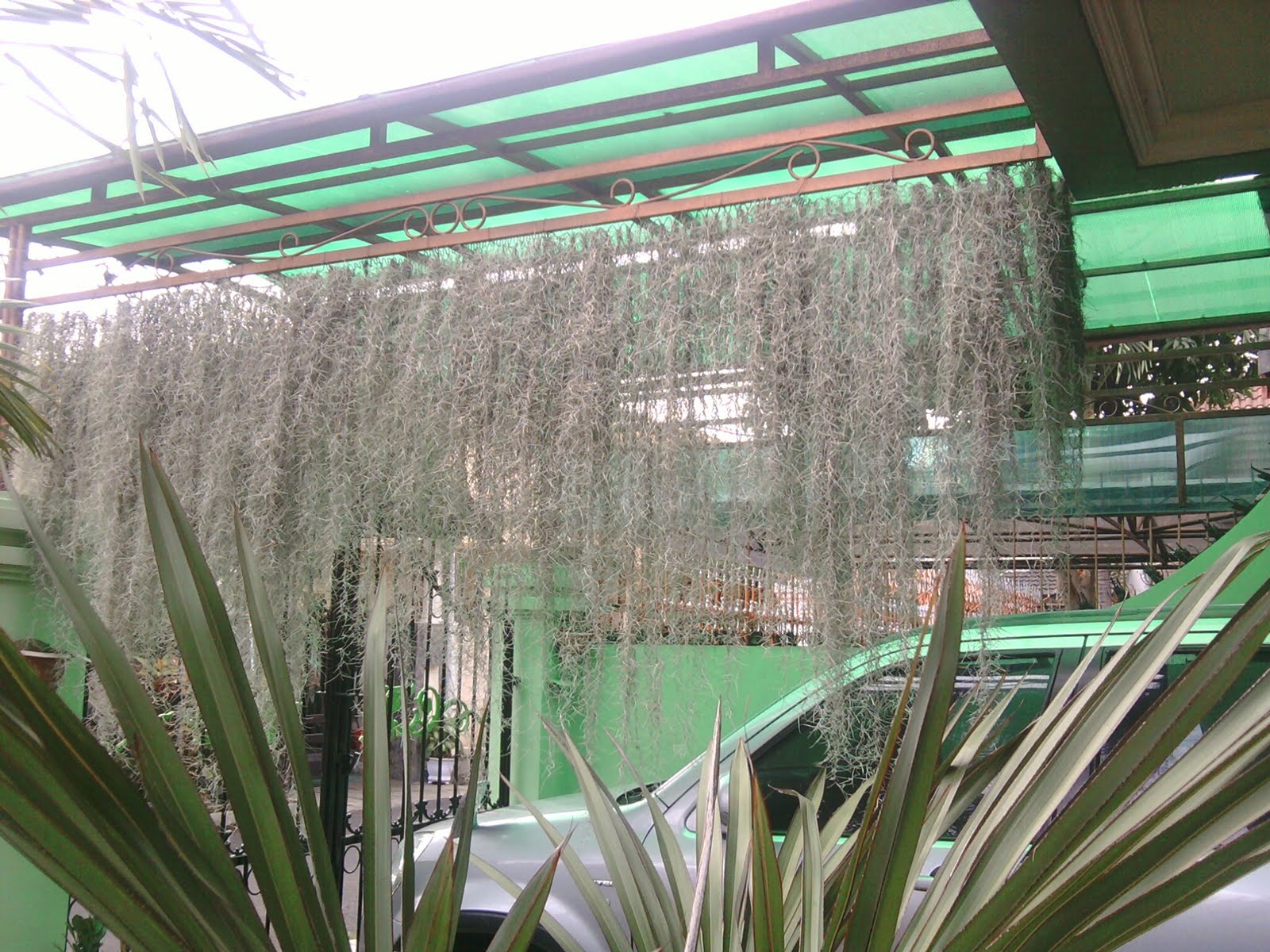 Denay's blog: Akar Angin Sebagai Tirai Halaman