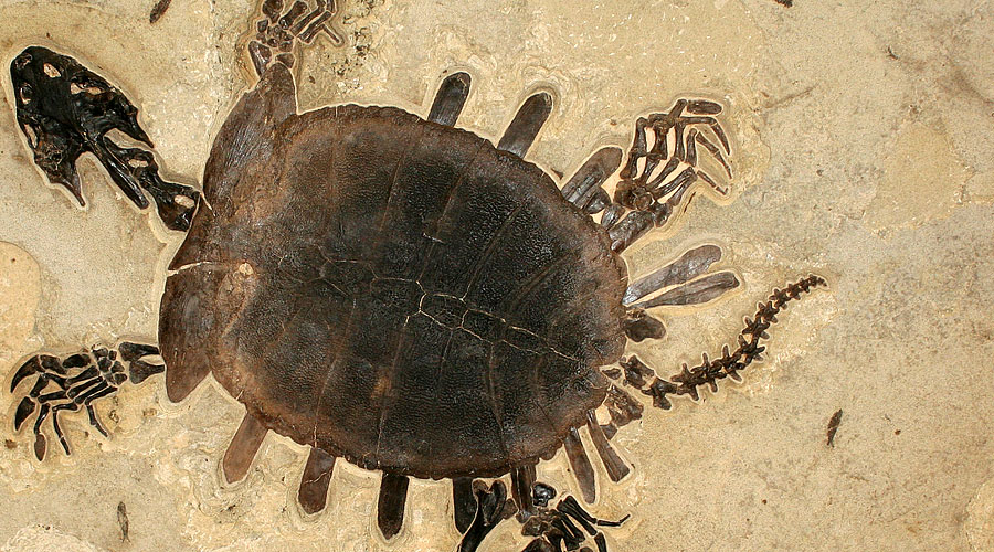 Legacy Industrial's Blog Site: Densifiers aiding fossil creations