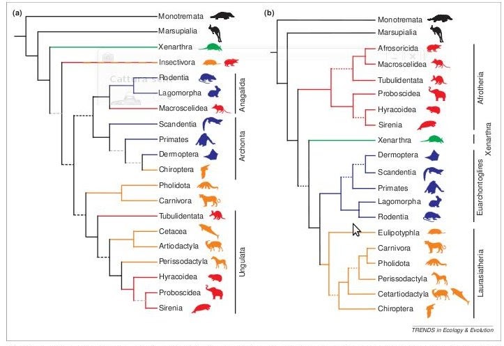 scienzeedintorni: La nuova classificazione dei Mammiferi Placentati su ...