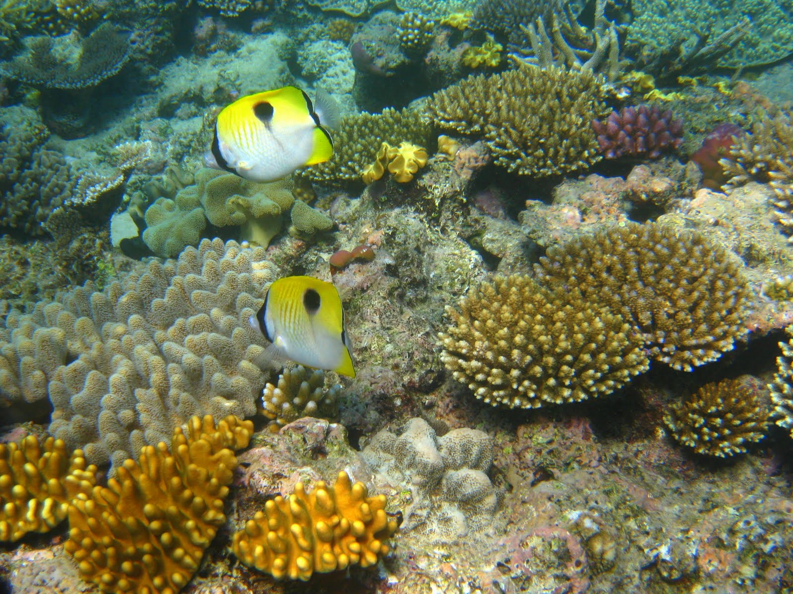Last Trip: Great Barrier Reef
