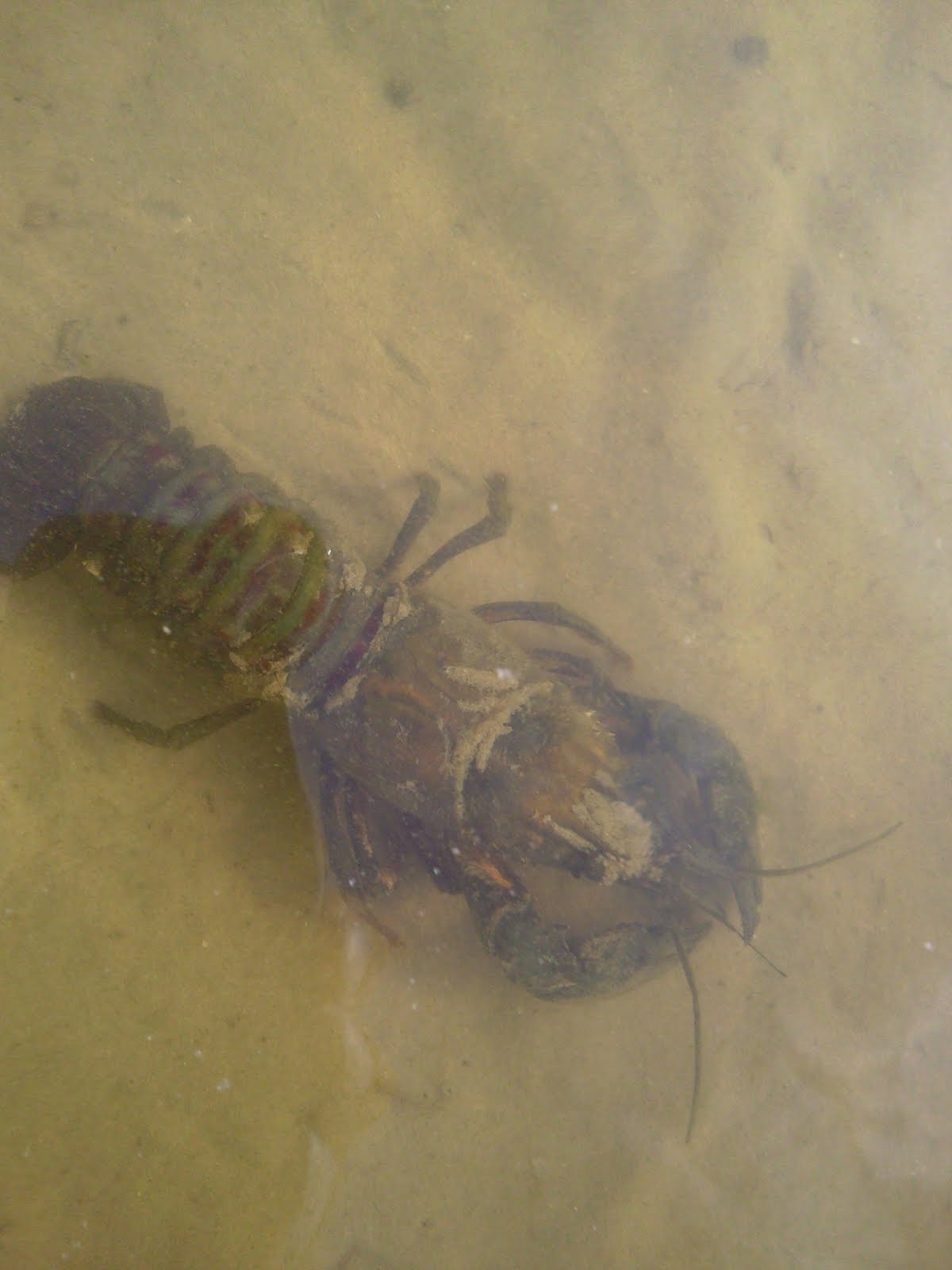 BEIJUMNIEUWS: KREEFTEN IN DE KARDINGERPLAS