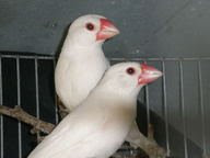 Aves da Vera e do Ricardo: Pardal de Java