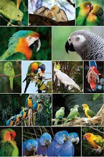 Aves da Vera e do Ricardo: Princesa de Gales