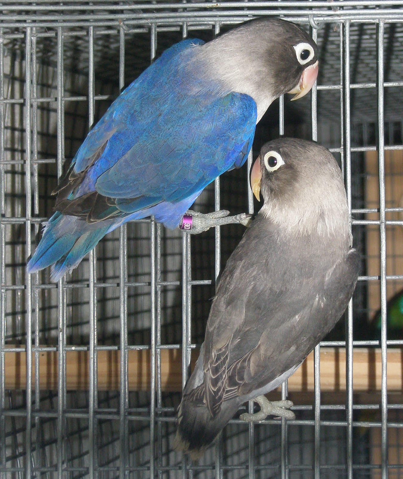 Aves da Vera e do Ricardo