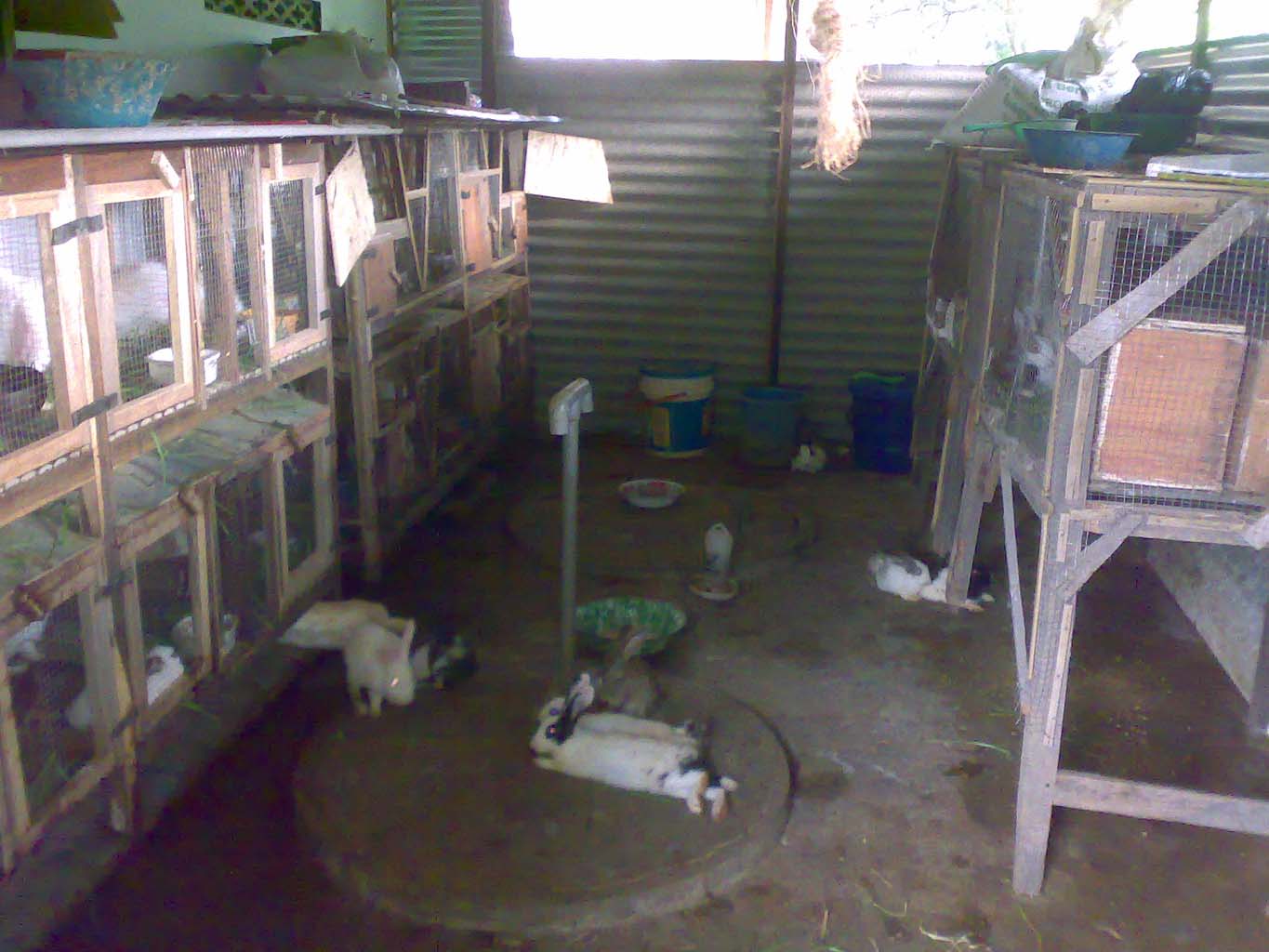 AUFA RABBIT FARM: Kandang Kelinci di Peternakanku