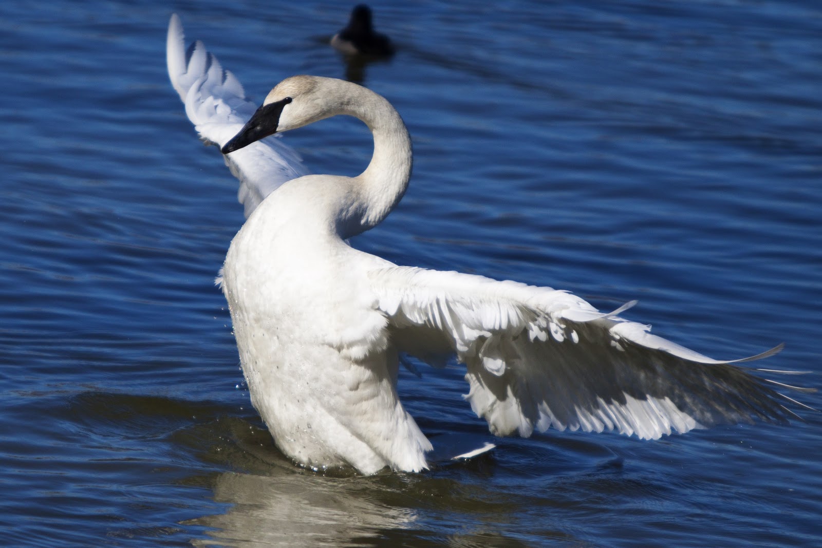 Lady with a Camera: Magness Lake Swans