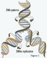 BIOLOGIA: Duplicacion