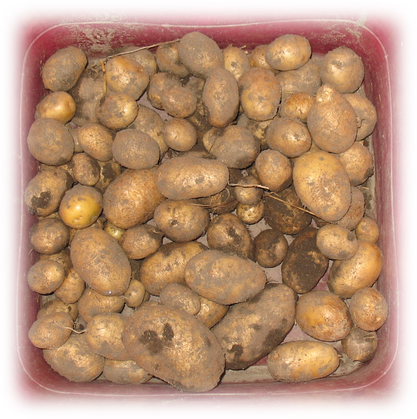 Trinket's Vintage Treasures: Taters, taters! I love me some taters!