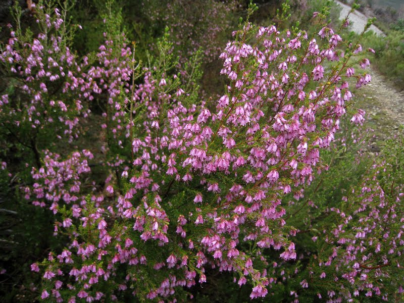 IBIAS, EL LEJANO OESTE: BREZO EN FLOR