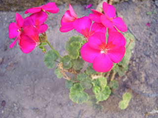 ALMA DE ARTISTA: FLOR DEL CARDENAL