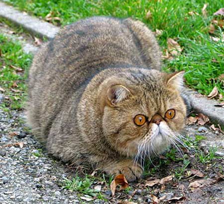 Cat Care: EXOTIC SHORTHAIR CAT