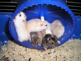 Ardilla o Hamster Ruso: Carácter y comportamiento