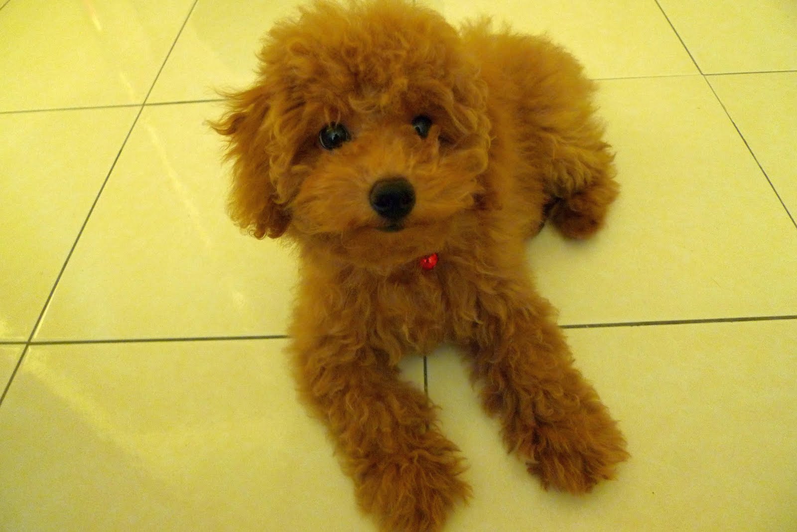 Ginger The Toy Poodle: 3 Month Plus