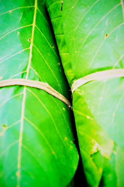 Samuel Strauch Photo Blog