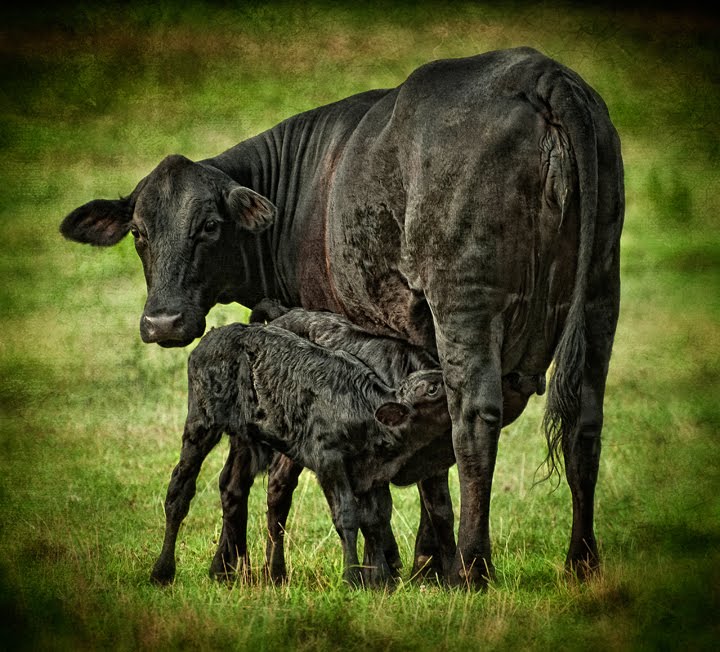 Dan Routh Photography: Baby Calves