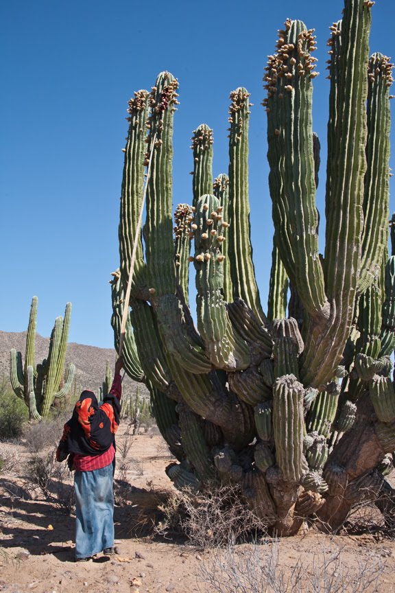 El Rosario, Baja California, México.: EL CARDON, EL CANTIL, Y EL CIRIO: