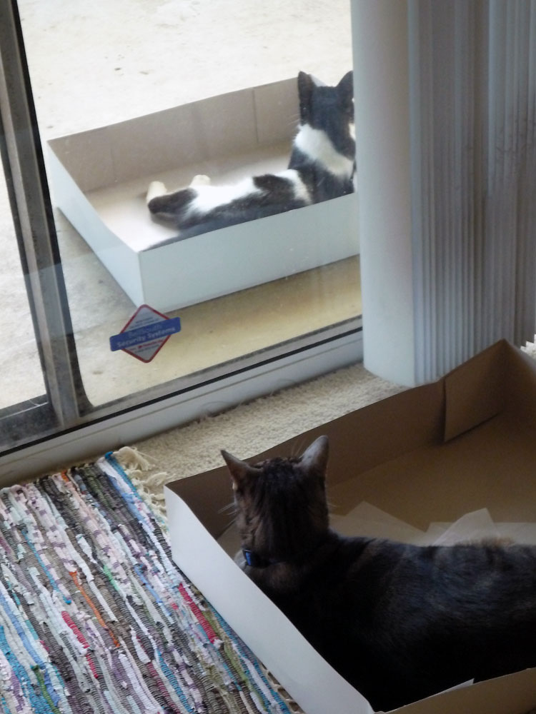 Your Daily Cute: Two Cats Tuesday: Moo's Story