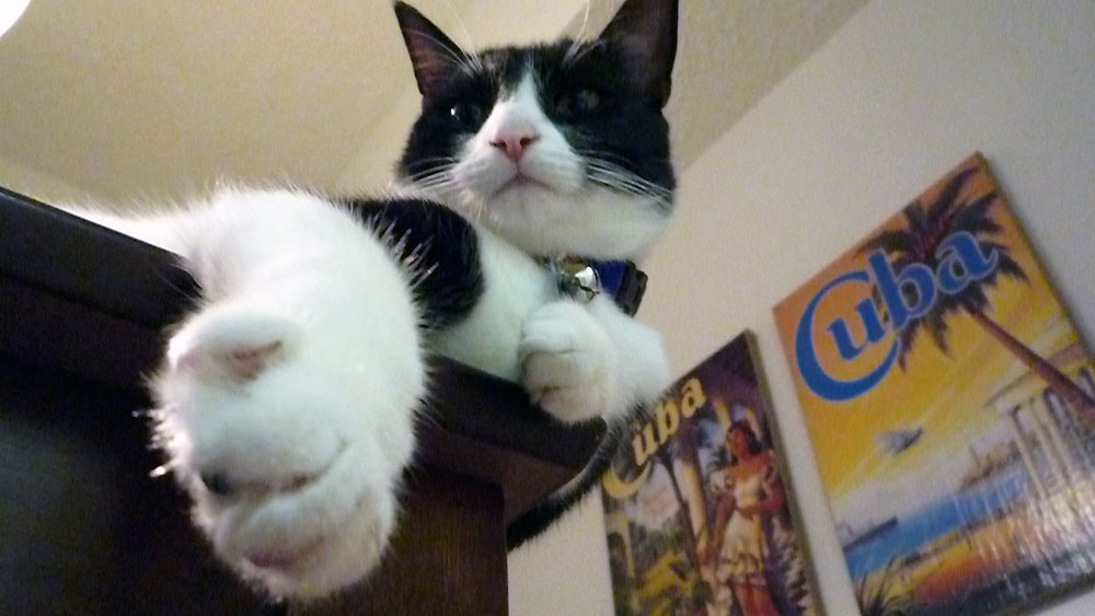 Your Daily Cute: Two Cats Tuesday: Celebration of Outstretched Paw