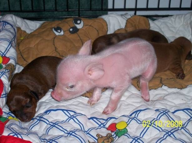 Your Daily Cute: Dachshund Adopts Baby Pink Pig