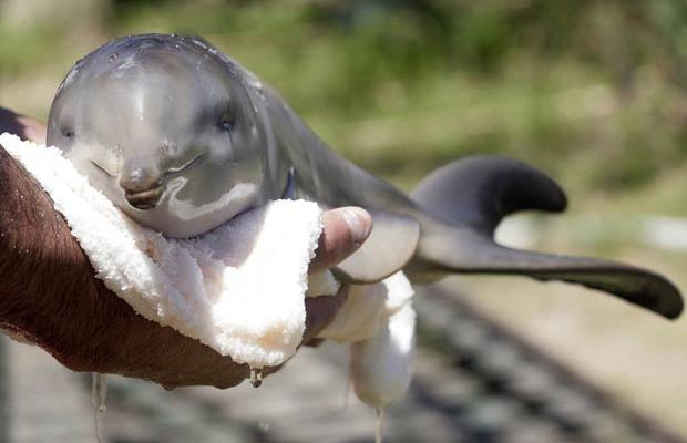 Your Daily Cute: Rescued Baby Dolphin Meets a Penguin