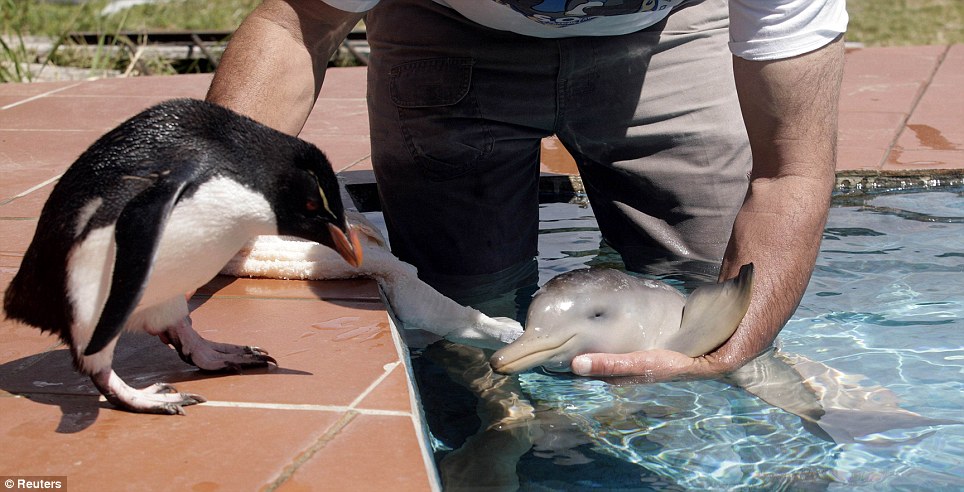 Your Daily Cute: Rescued Baby Dolphin Meets a Penguin