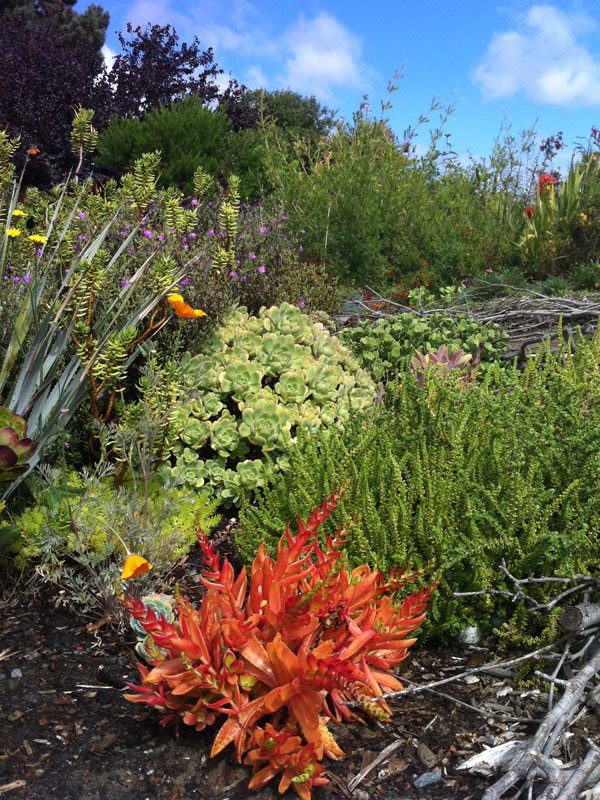 Pennsylvania Street Gardens: Plant profile: Crassula capitella "Campfire"