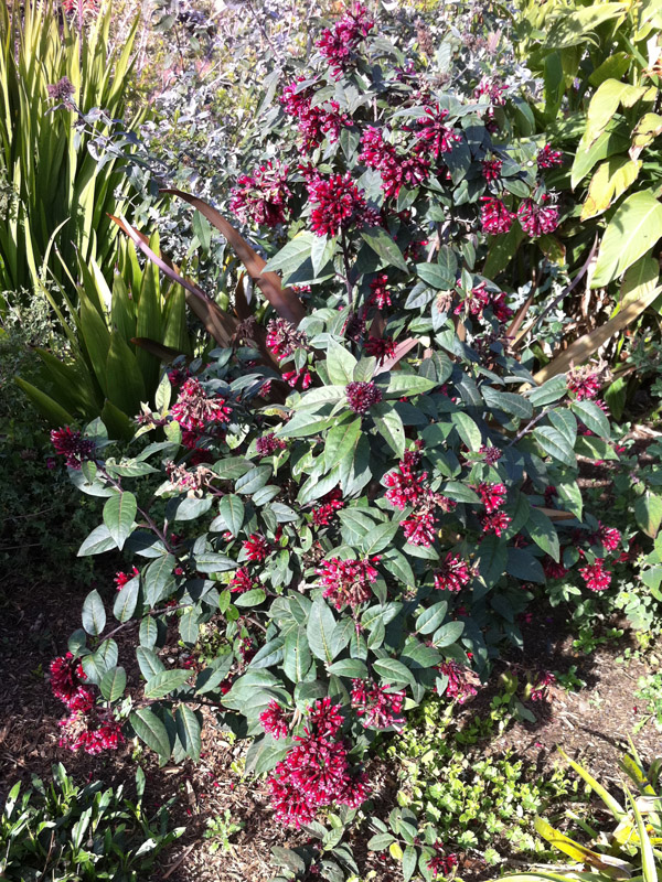 Pennsylvania Street Gardens: Plant profile: Cestrum fasciculatum