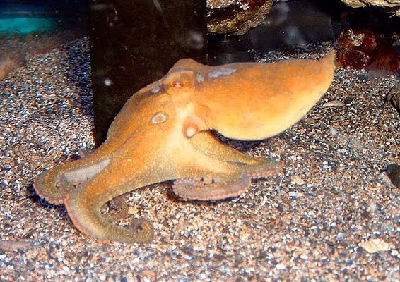 Everything Octopus: Species: Bimac Octopus or California Two-Spot Octopus