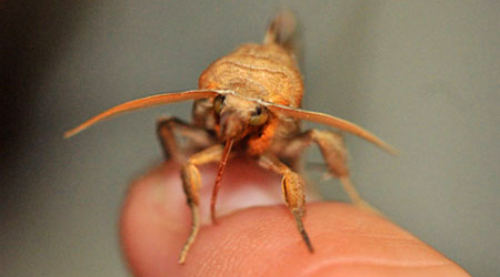 Variedades dos mais variados assuntos...": Top 5 animais hematófagos