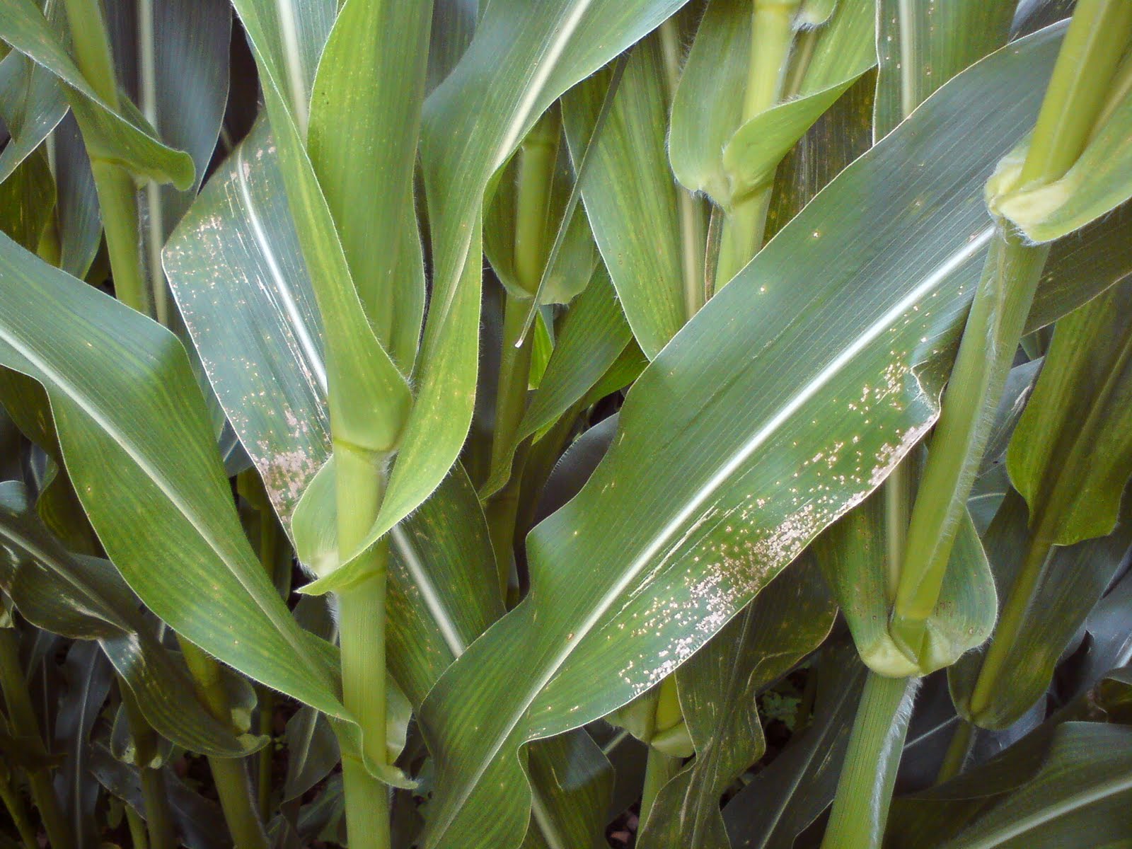 Simon Montgomery Of Nickerson Direct: Maize eyespot - it's about!