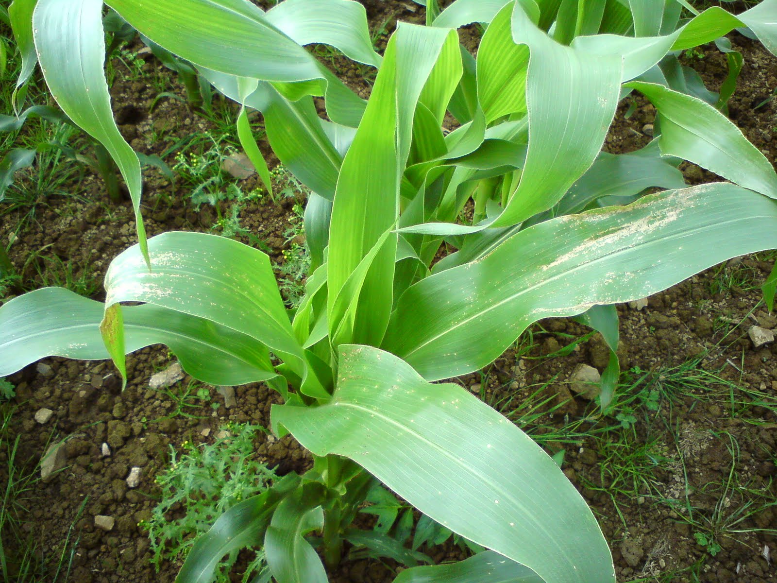 Simon Montgomery Of Nickerson Direct: Maize eyespot - it's about!