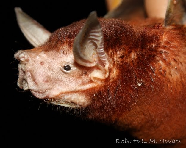 Morcegos do Brasil: Noctilio leporinus