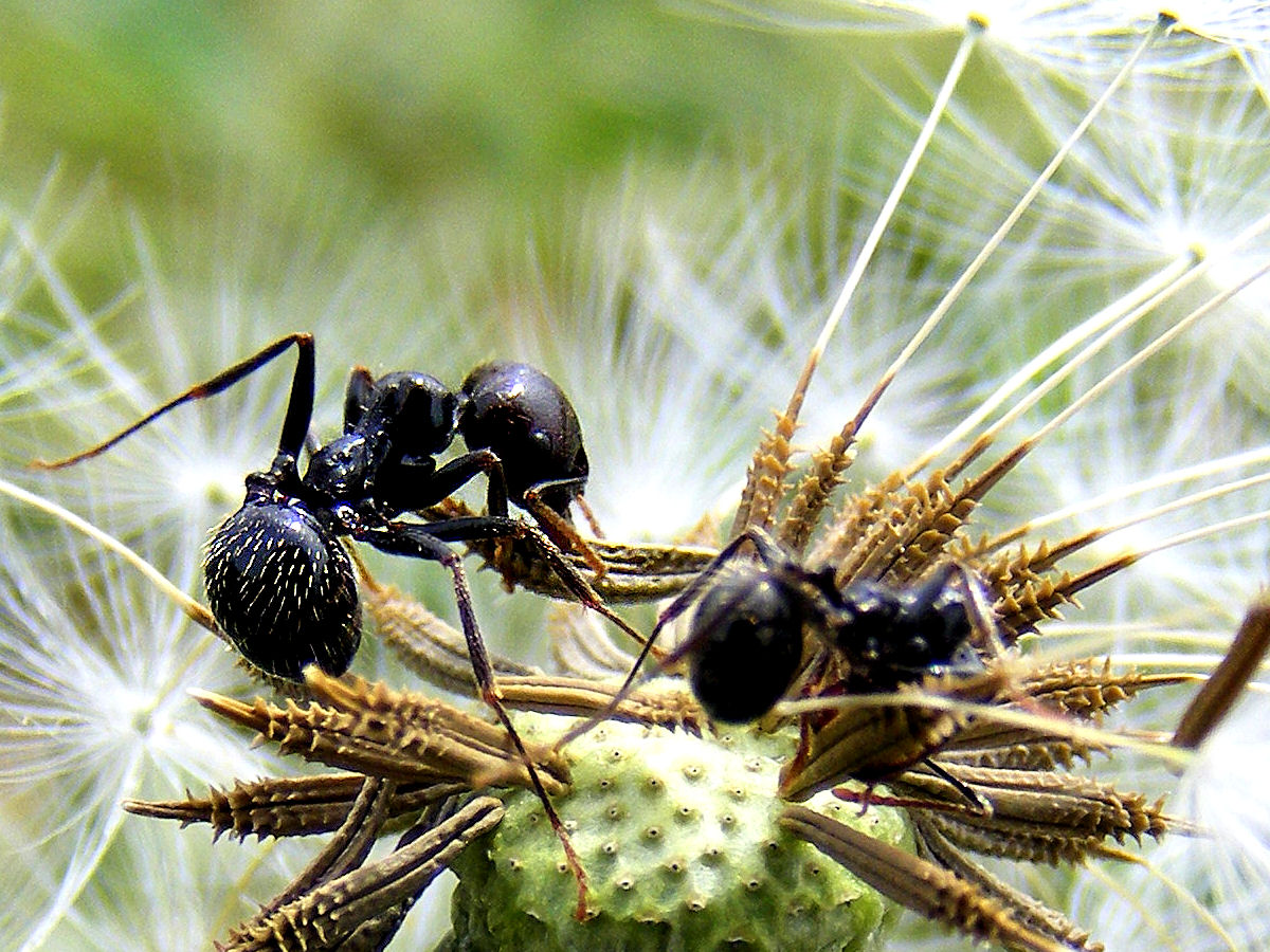 INSECTOS SOCIALES. - Entomologia Forestal.