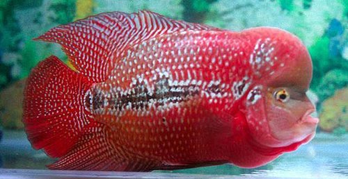 Phân loại các dòng La Hán - Flowerhorn Fish Shop Viet Nam