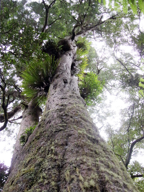 John and Kristin's Kiwi Adventures: The Mighty Matai