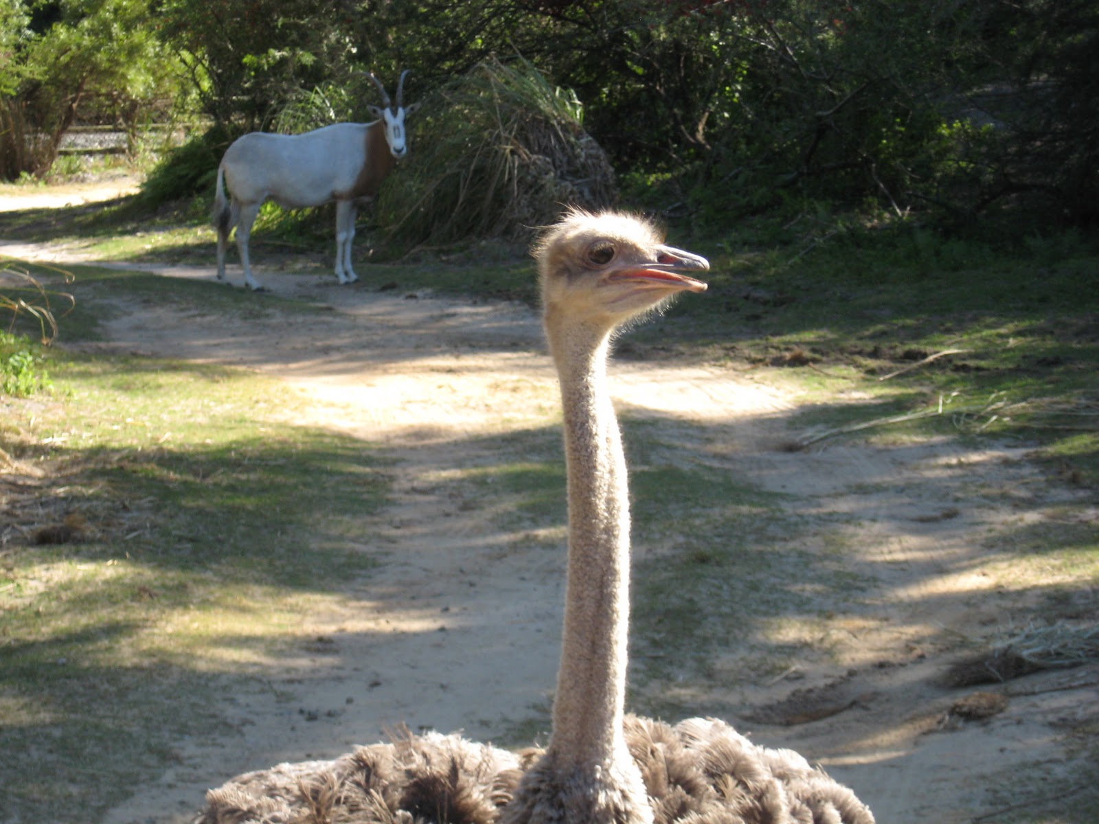 Mile After Mile: Animal Kingdom