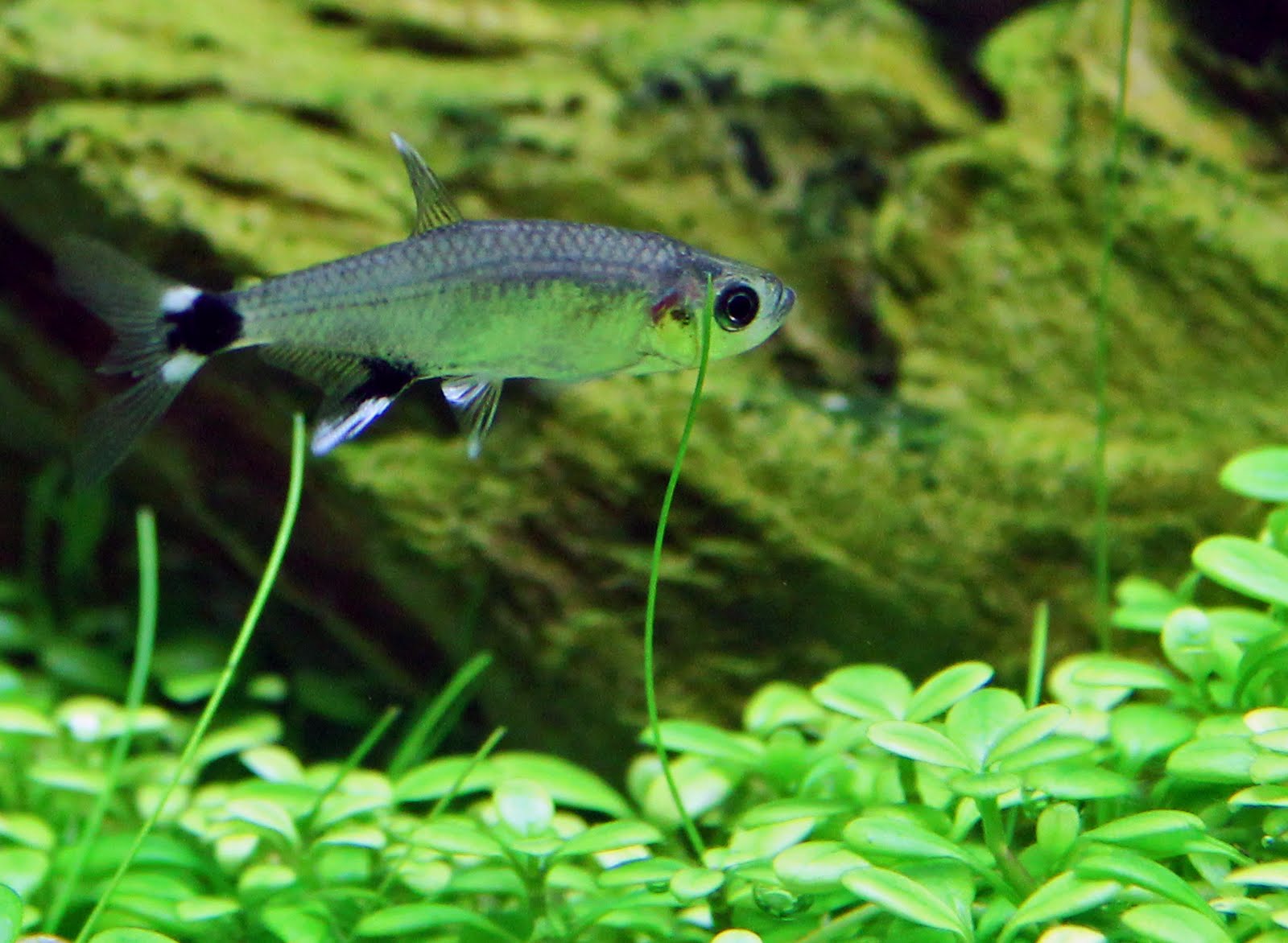 Aphyocharax paraguayensis ~ Recavox Blog Aquascape