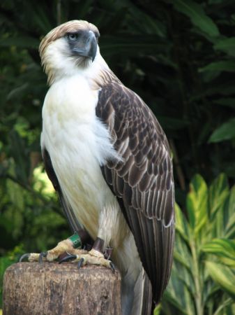 Matang Apoy: Banoy, ang Pambansang Ibon