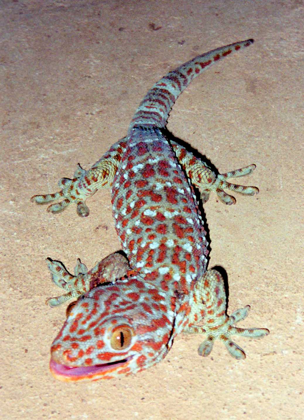 Berkongsi Dengan Menaip :::: tokek(Gekko gecko)