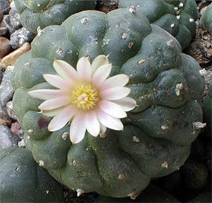 The Club of Compulsive Readers: Sacramentalizing the Ingest of Peyote ...