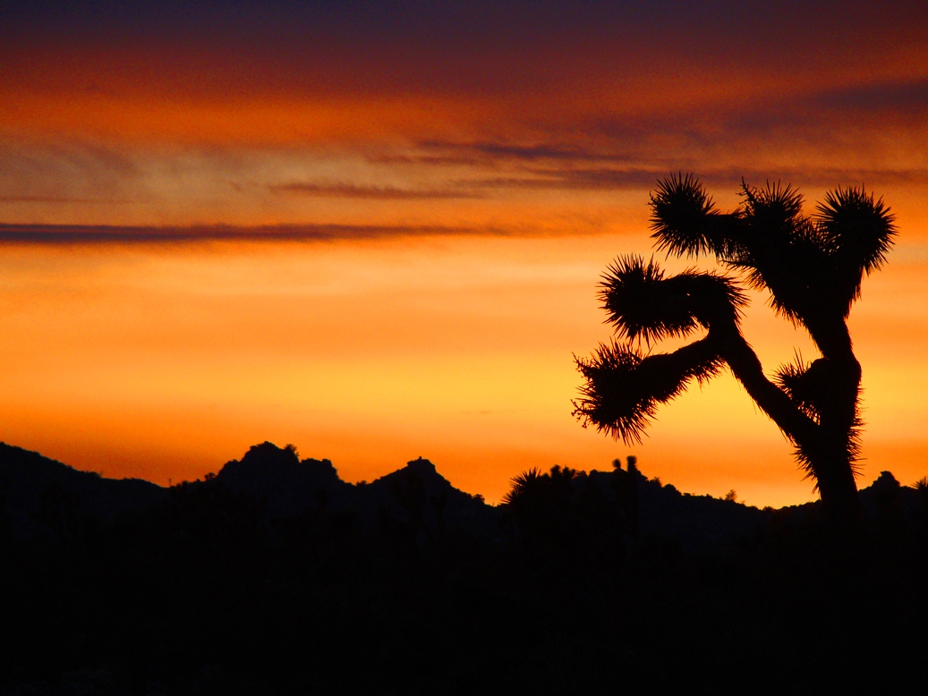 Geotripper: The Last Christmas Gift: A Joshua Tree