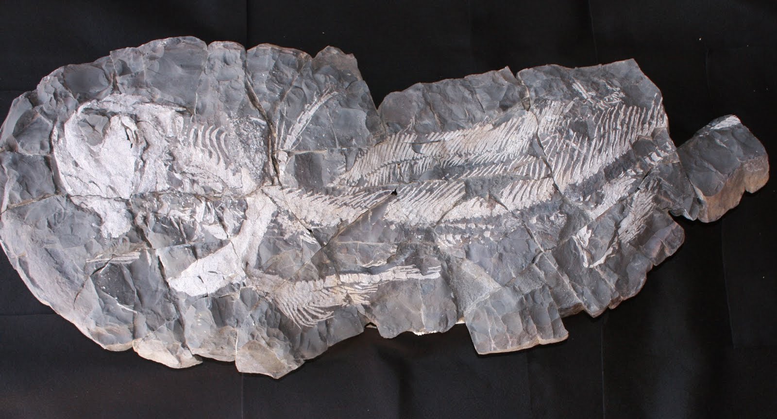 Xenacanthus
