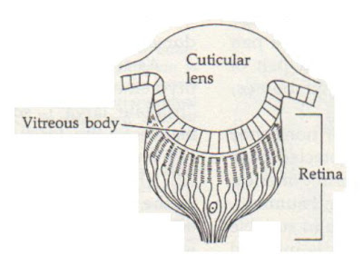 Scorpion Evolution (by Bob Crean): Eyes and their Evolution