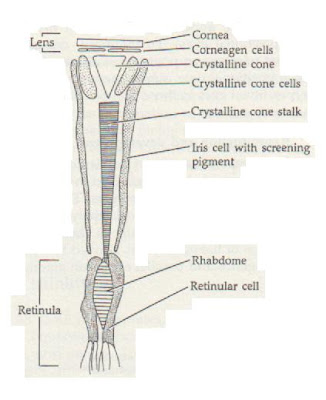 Scorpion Evolution (by Bob Crean): Eyes and their Evolution