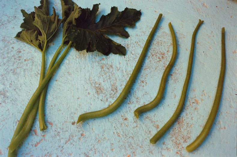 plenas: Trompas de calabacera