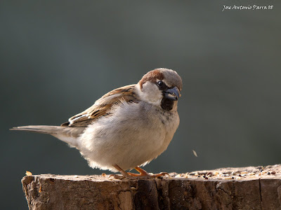 ANTONIO MARTÍN ORTIZ: EL PAJARITO DE LESBIA (O DE CATULO)